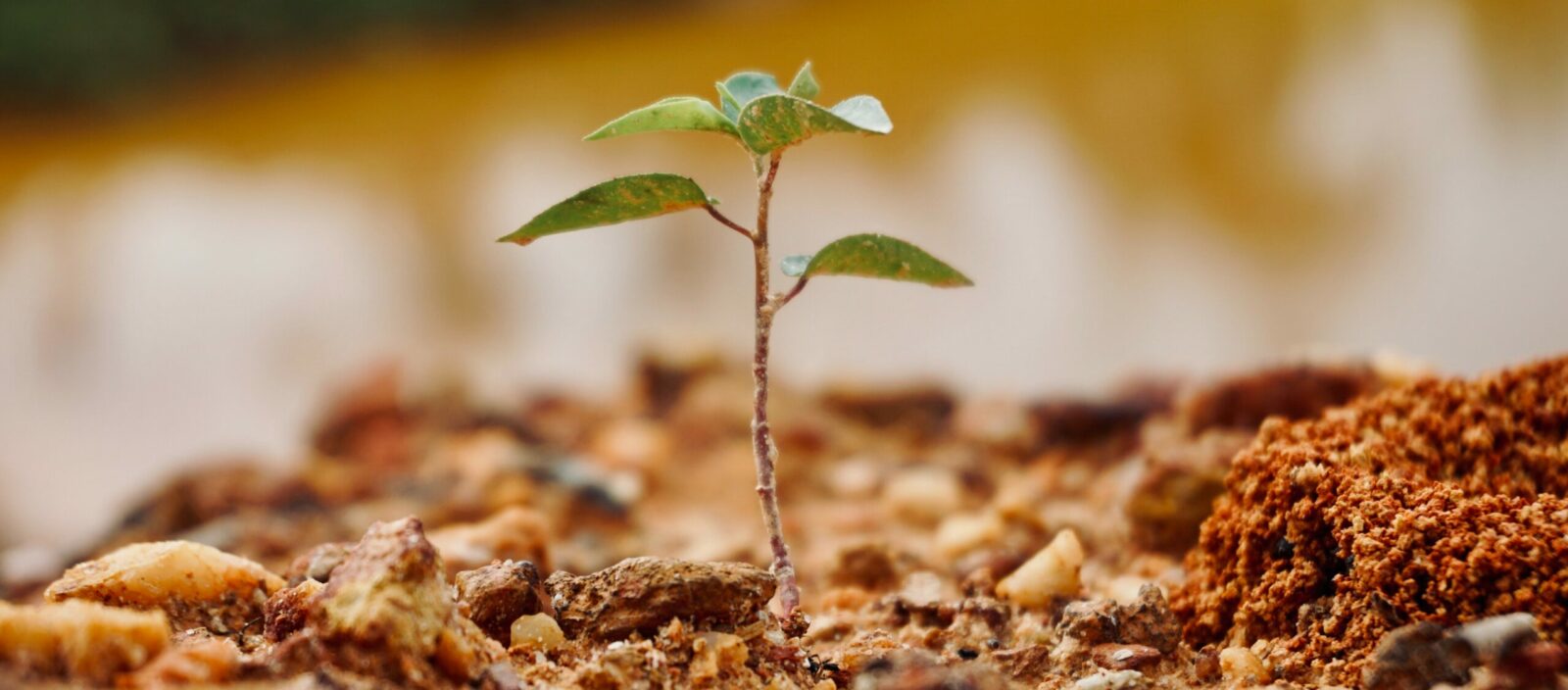 We are launching the JuST Institute for Climate, Biodiversity ...
